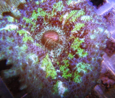 Mushroom Polyp - Umbrella - Mushrooms - Coral