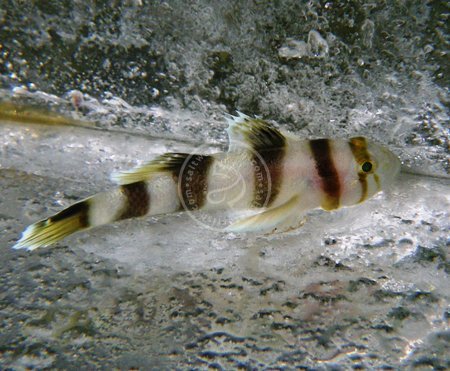 White Tiger Goby - Gobies - Saltwater Fish