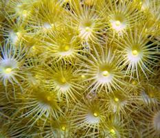 Yellow Polyps - 30+ Polyps - Zoanthids - Coral