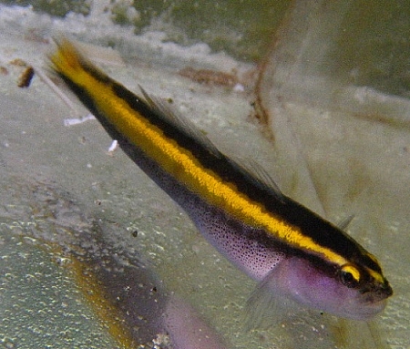 ORA Yellowline Goby Captive-Bred - Gobies - Saltwater Fish