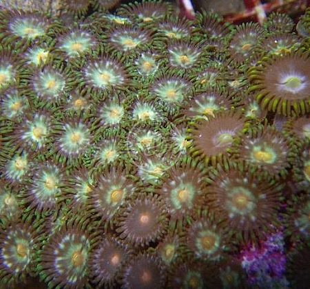 Zoos - Assorted 25+ Polyps - Zoanthids - Coral