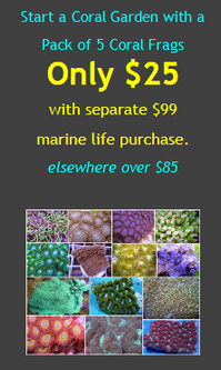 Reef Fish, Marine Fish, Coral, Aquarium Supplies & more - Saltwaterfish.com