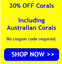 Reef Fish, Marine Fish, Coral, Aquarium Supplies & more - Saltwaterfish.com