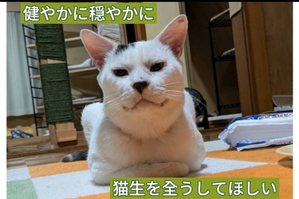 任意団体 にゃんずの家