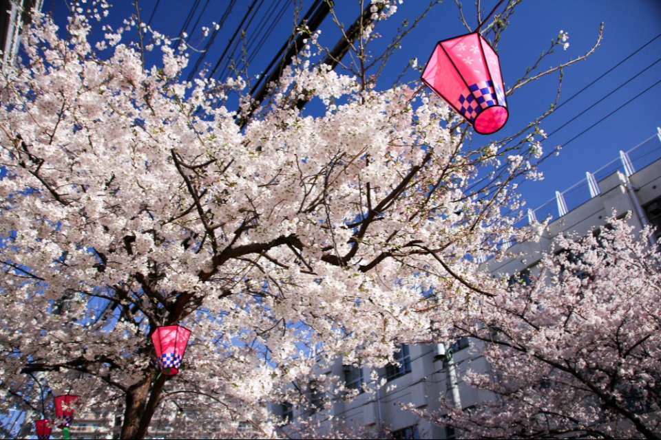 任意団体 桂音会