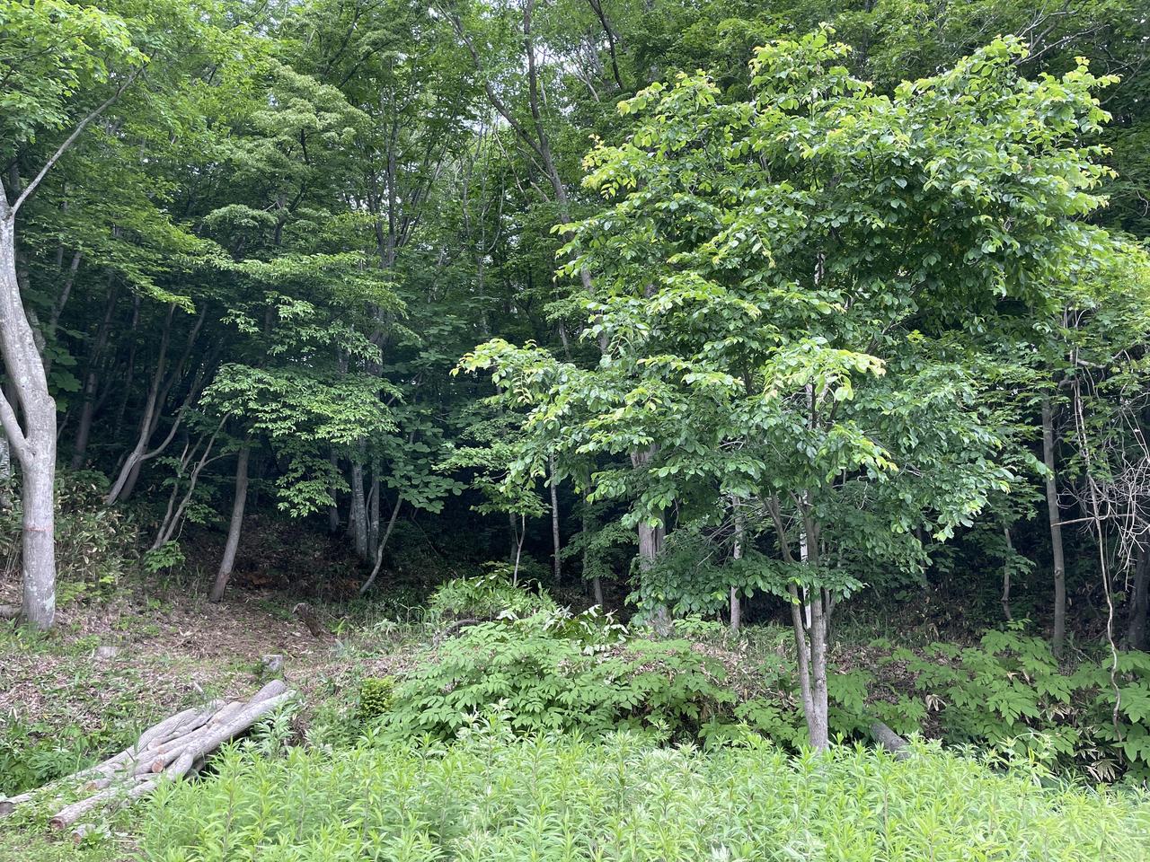 豊かな森から、ギャニオンがつくる北海道産メープル2025