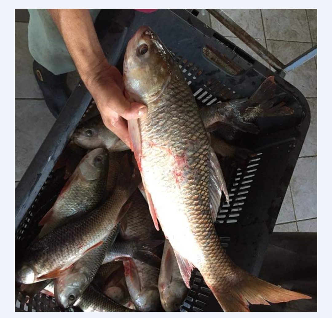 Ikan Rohu - PasarRun (KL/SEL) | Take App