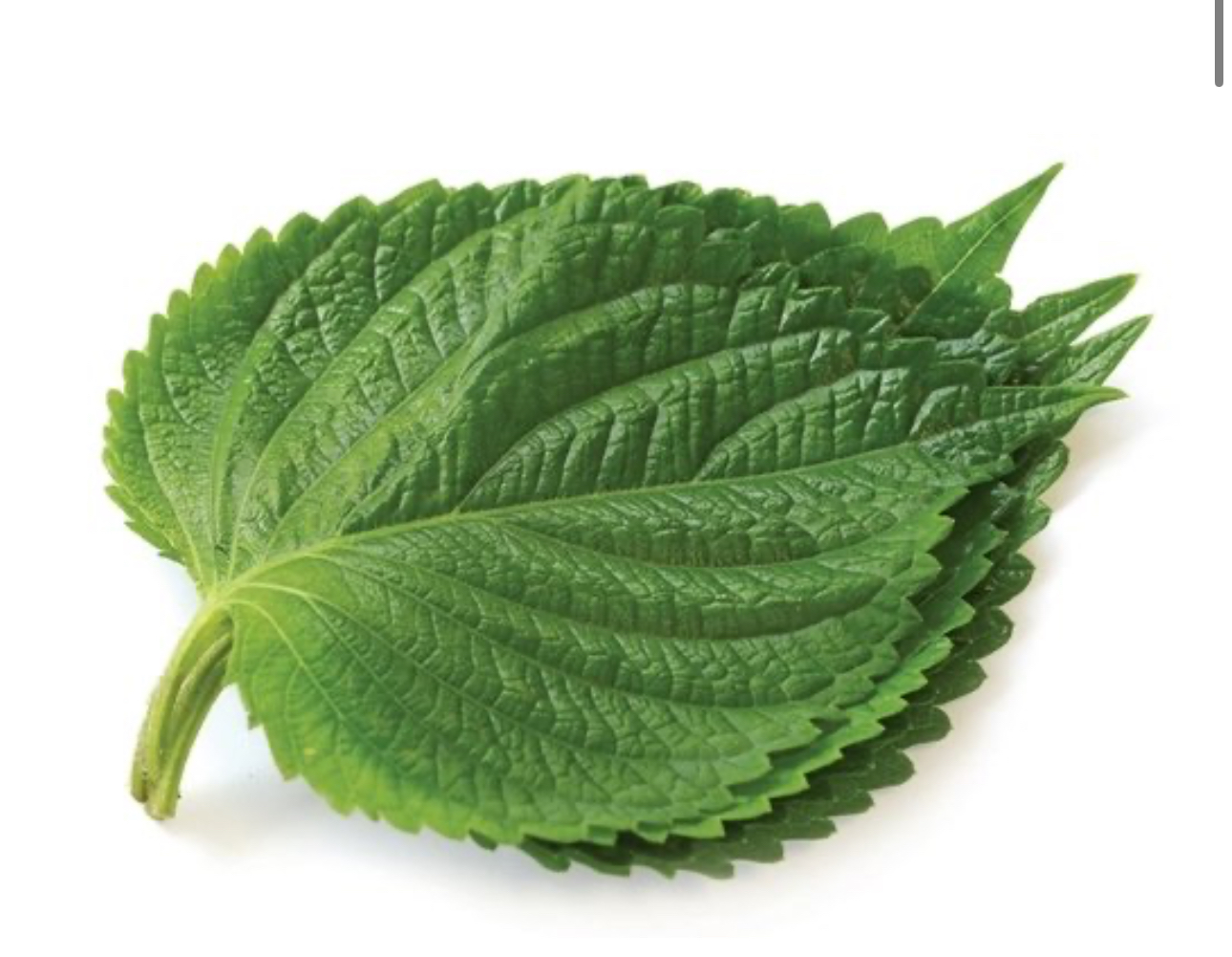 한국 깻잎(korea perilla leaf) - Mom's Banchan & Mom's table korea mart ...