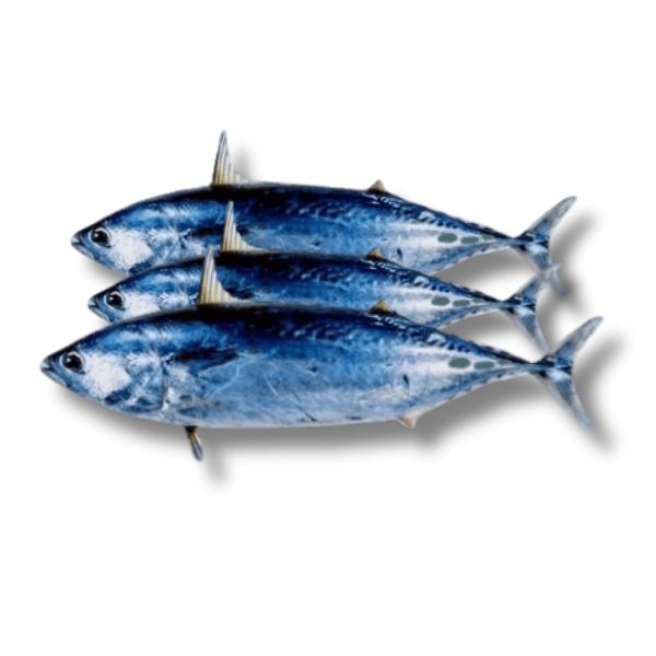 Fresh Alagoduwa Fish - Shop Online at Mahajana Super