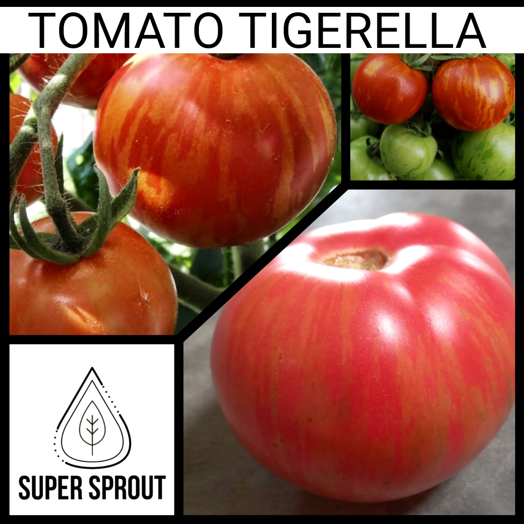 🍅TOMATO TIGERELLA🍅 x 15 organic seeds - Supersprout | Take App