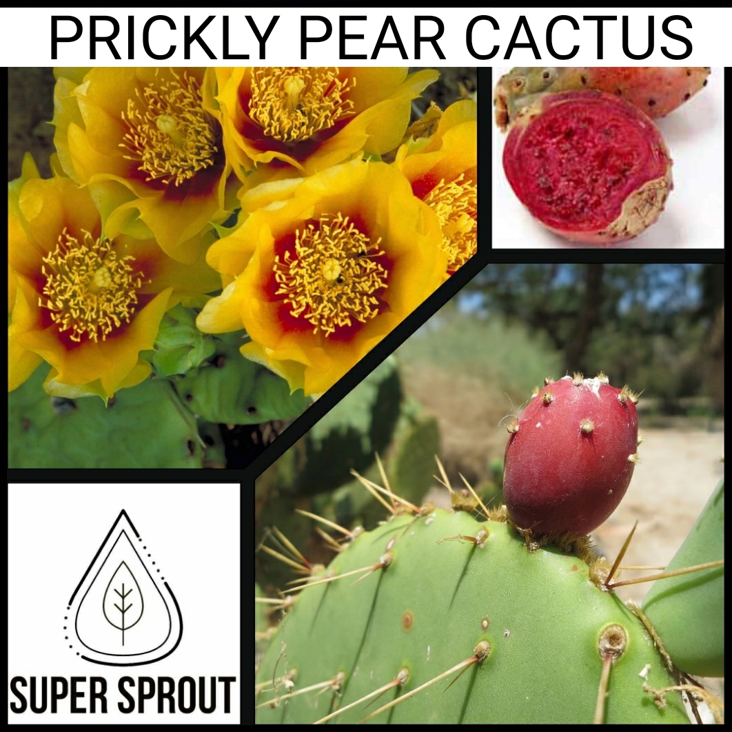 🌵PRICKLY PEAR🌵 x 15 seeds - Supersprout | Take App