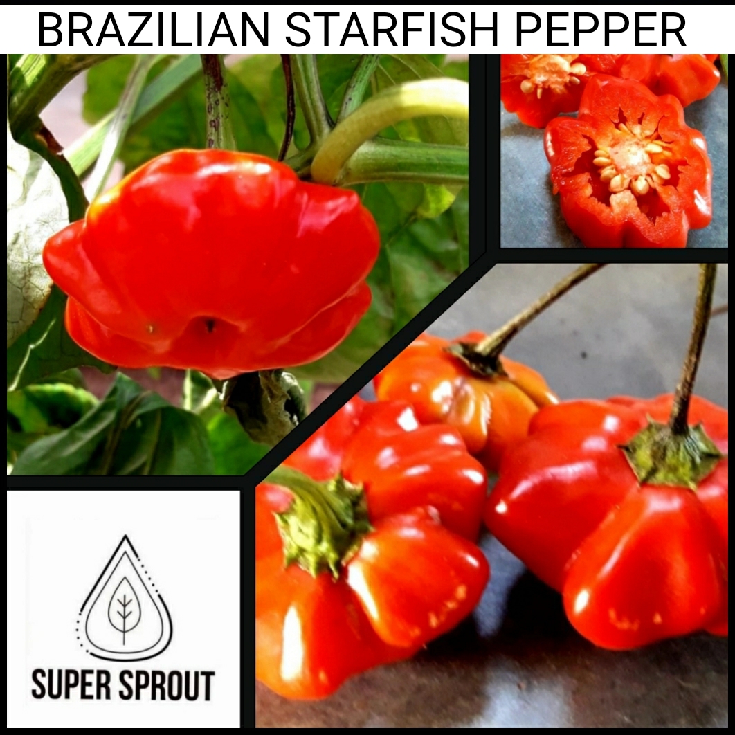 🌶BRIZILLIAN STARFISH PEPPER🌶 x 10+ organic seeds - Supersprout | Take App