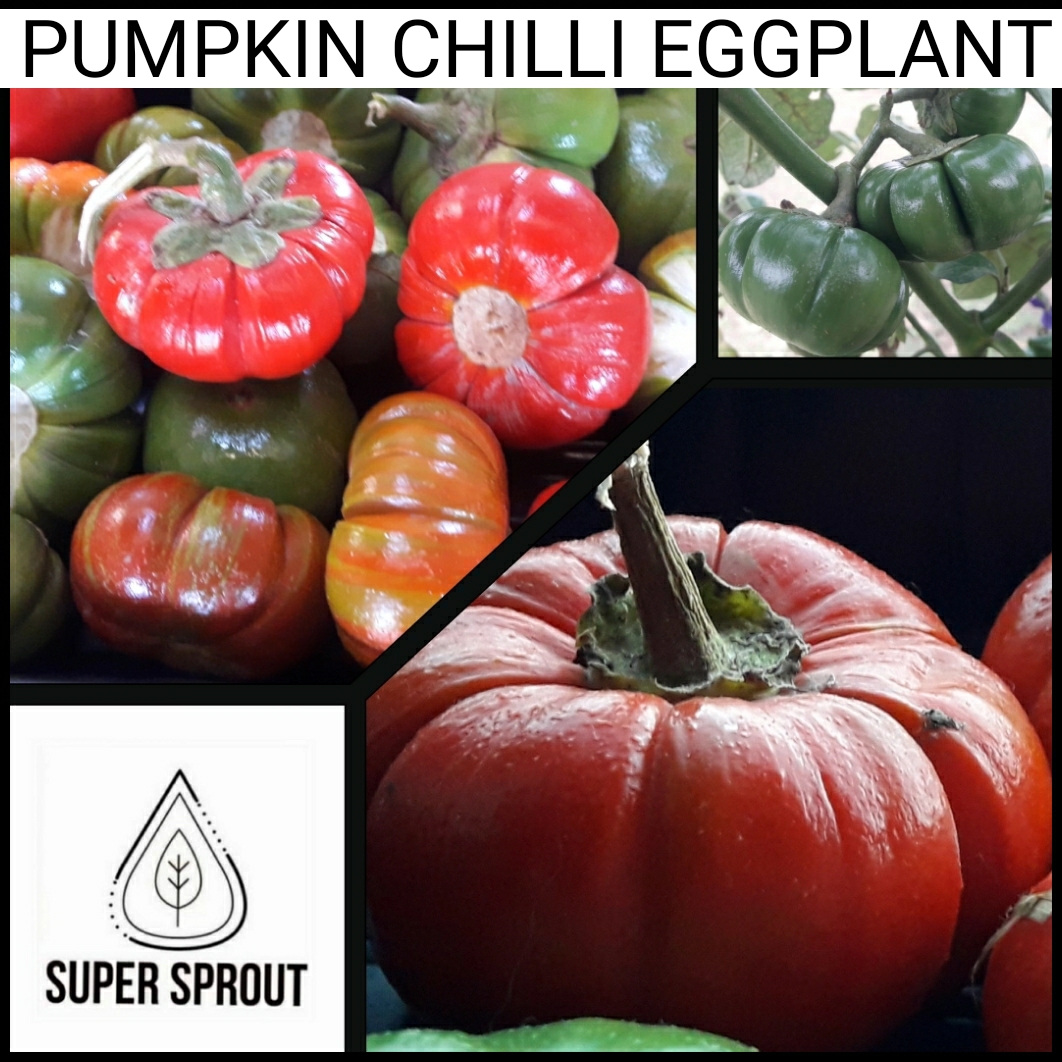 🌶PUMPKIN PEPPER EGGPLANT 🌶x 10+ organic seeds - Supersprout | Take App