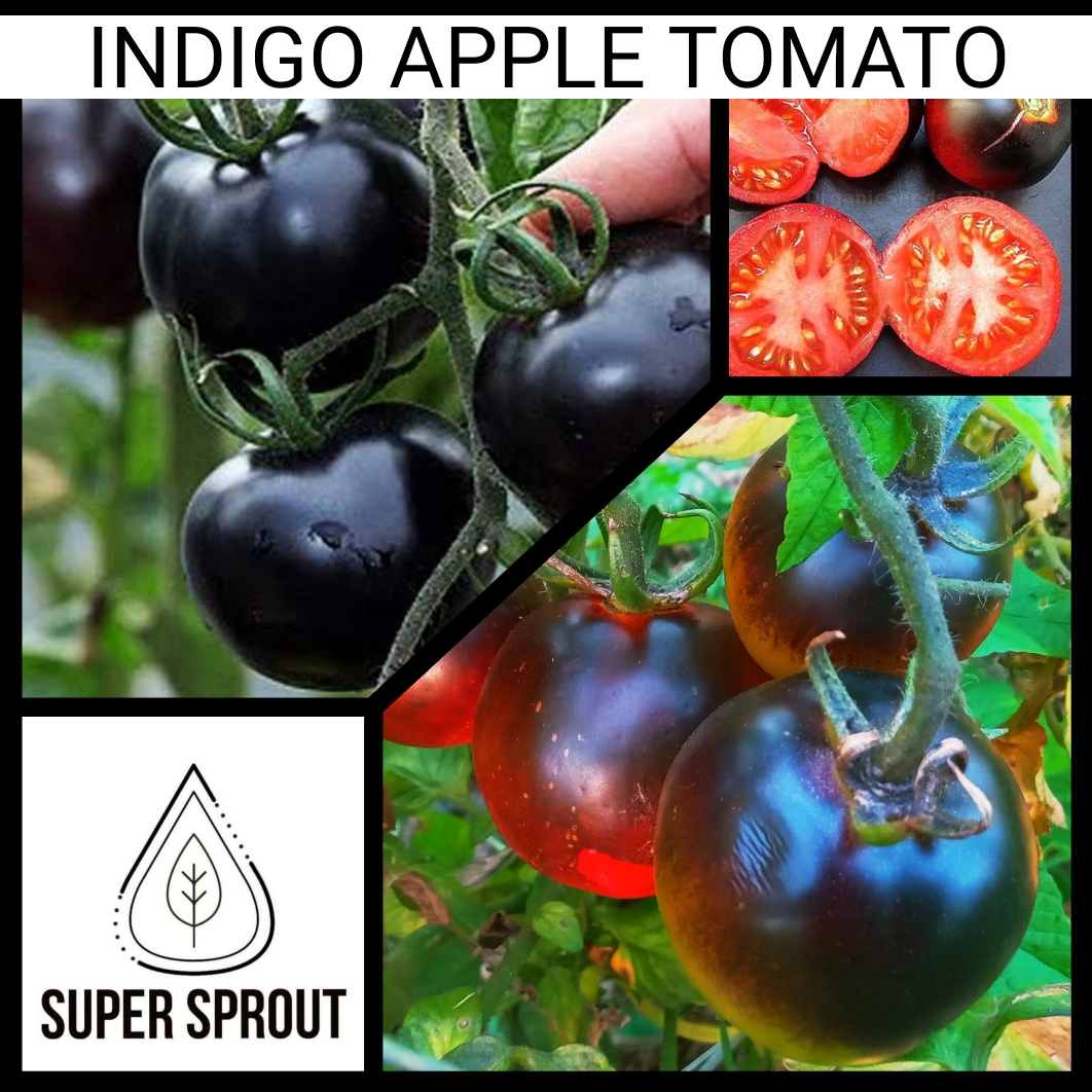 🍅INDIGO APPLE 🍅 x 15 organic seeds - Supersprout | Take App