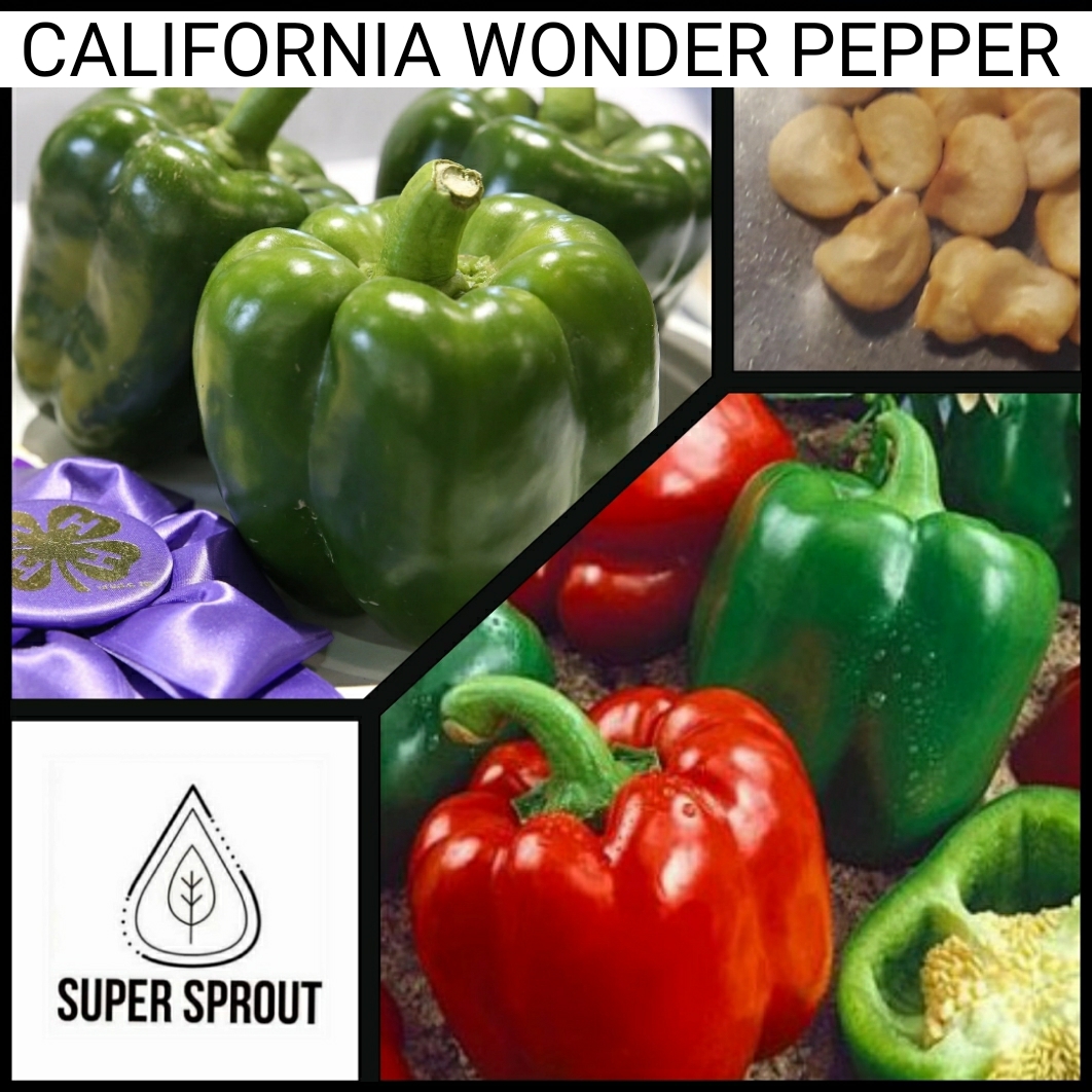 🫑CALIFORNIA WONDER PEPPER🫑 x 10+ organic seeds - Supersprout | Take App