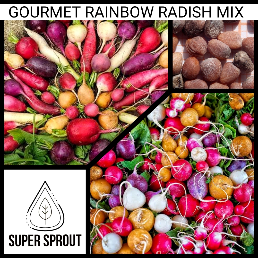 🌱GOURMET RAINBOW RADISH BLEND🌱 x 50 + organic seeds - Supersprout | Take App