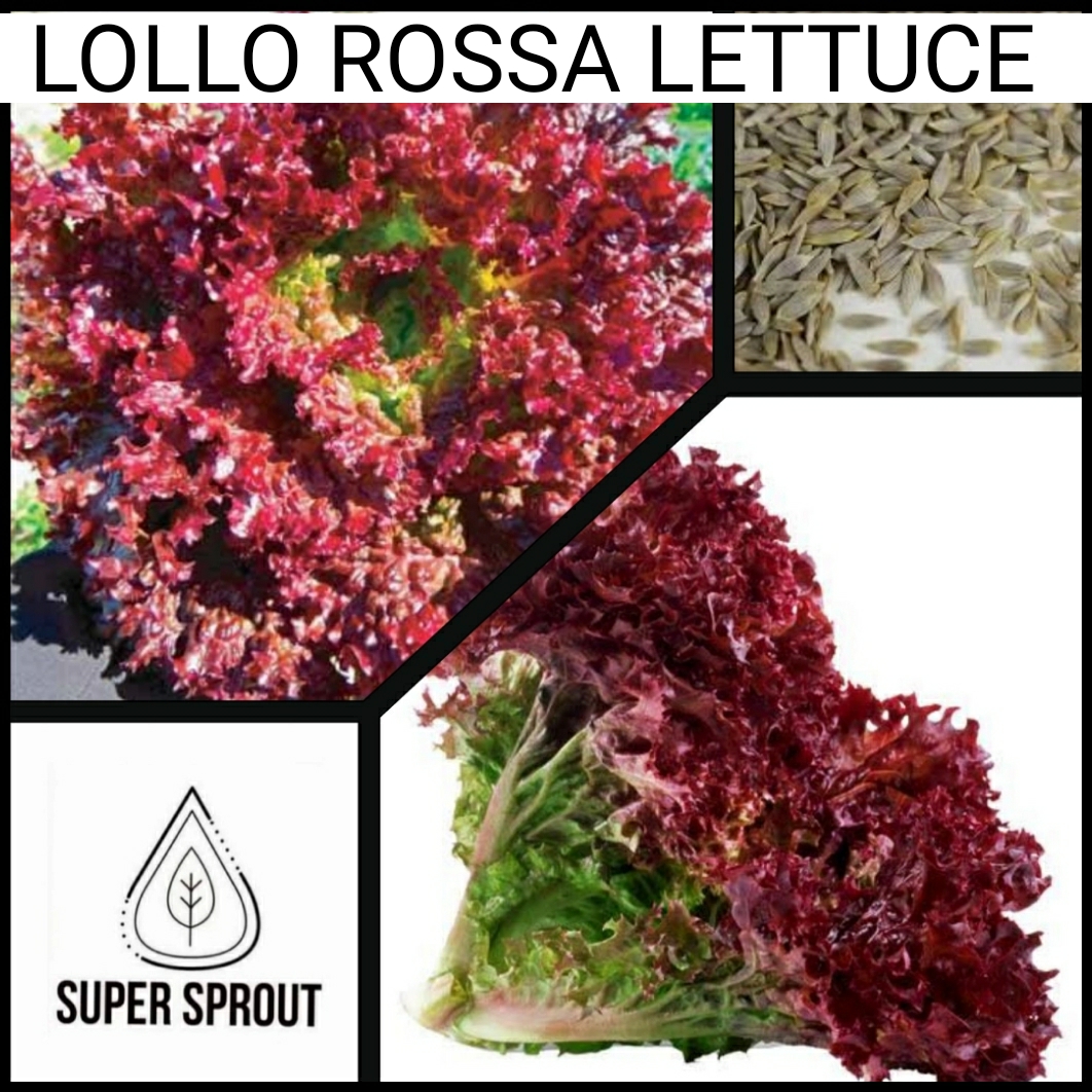 🌱LOLLO ROSSO LETTUCE🌱 x 25 seeds - Supersprout | Take App