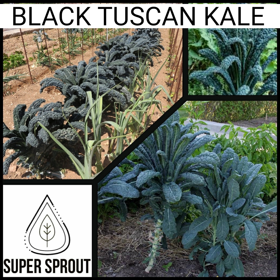 🌱BLACK TUSCAN KALE🌱 x 25+ seeds - Supersprout | Take App