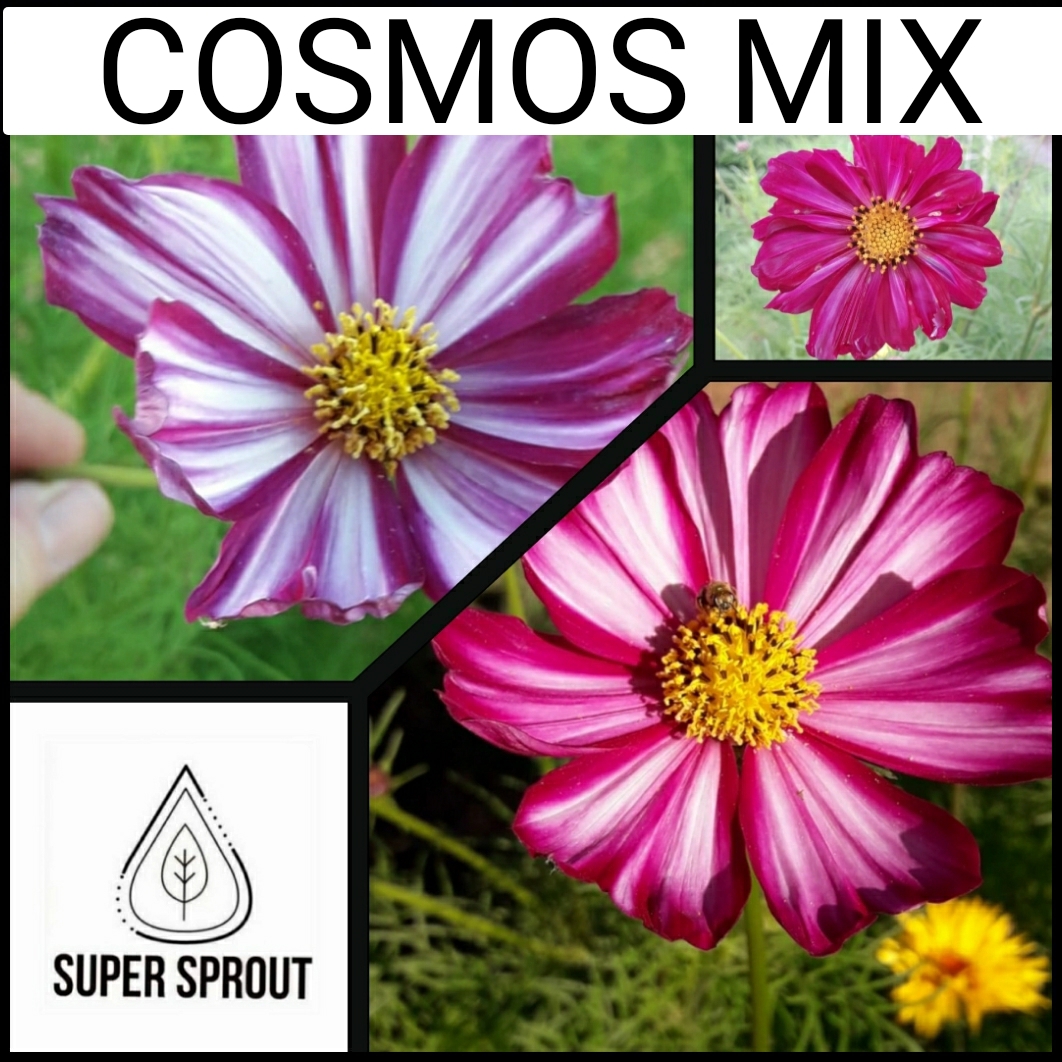 🌸COSMOS MIX🌸 x 25 seeds - Supersprout | Take App