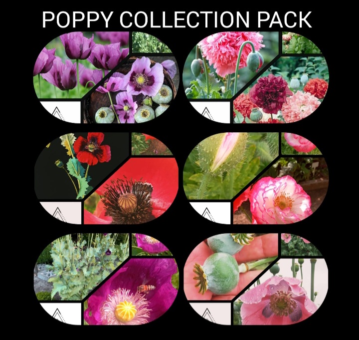🌺POPPY COLLECTION PACK🌺 x 6 individual packs - Supersprout | Take App