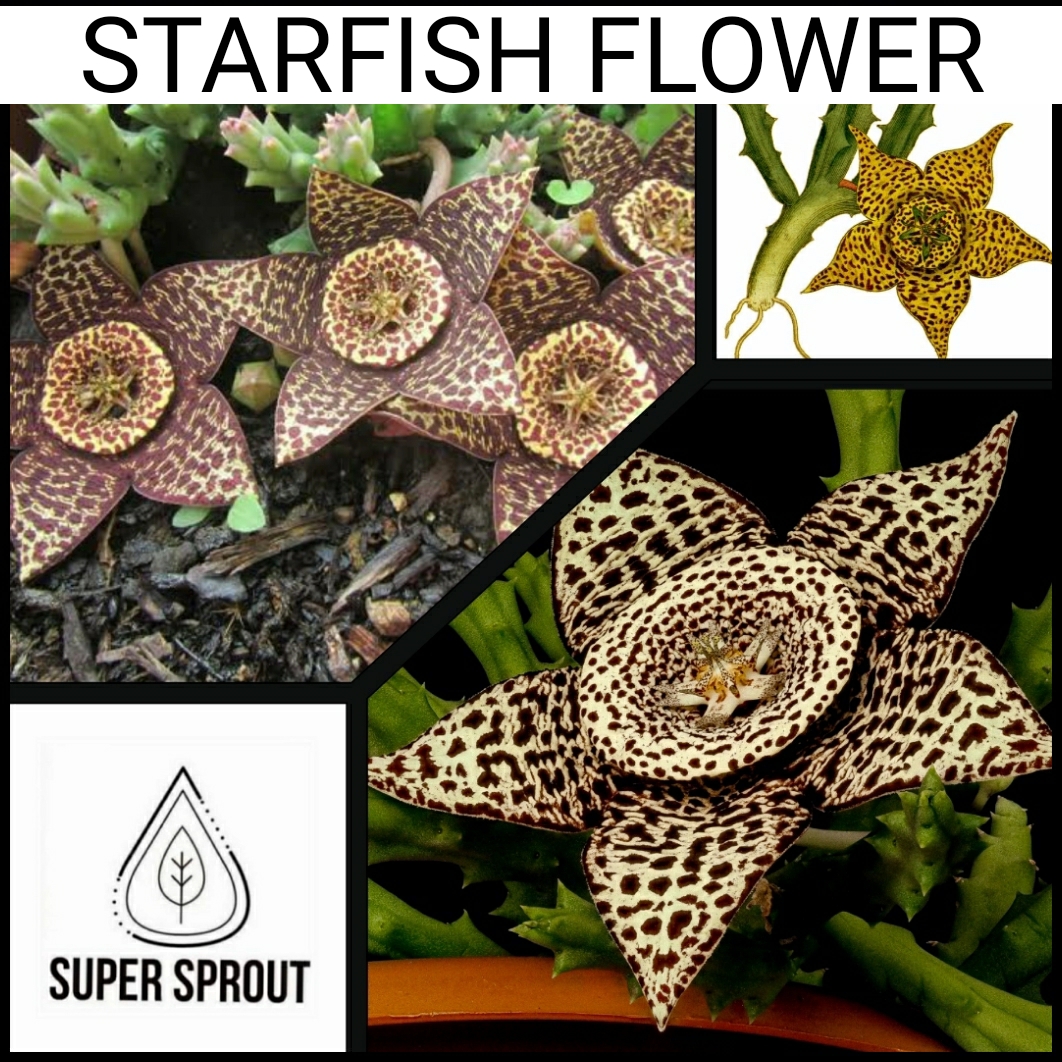 🌵STAR FLOWER CACTUS🌵 x 5 seeds - Supersprout | Take App