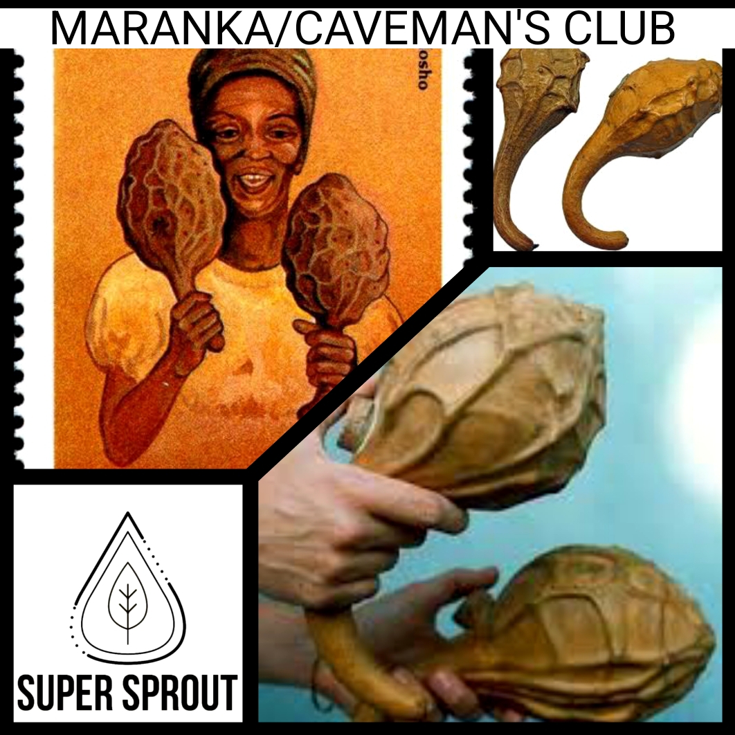 🎃MARANKA/CAVEMAN'S CLUB GOURD🎃 x 5 seeds - Supersproutseeds | Take App