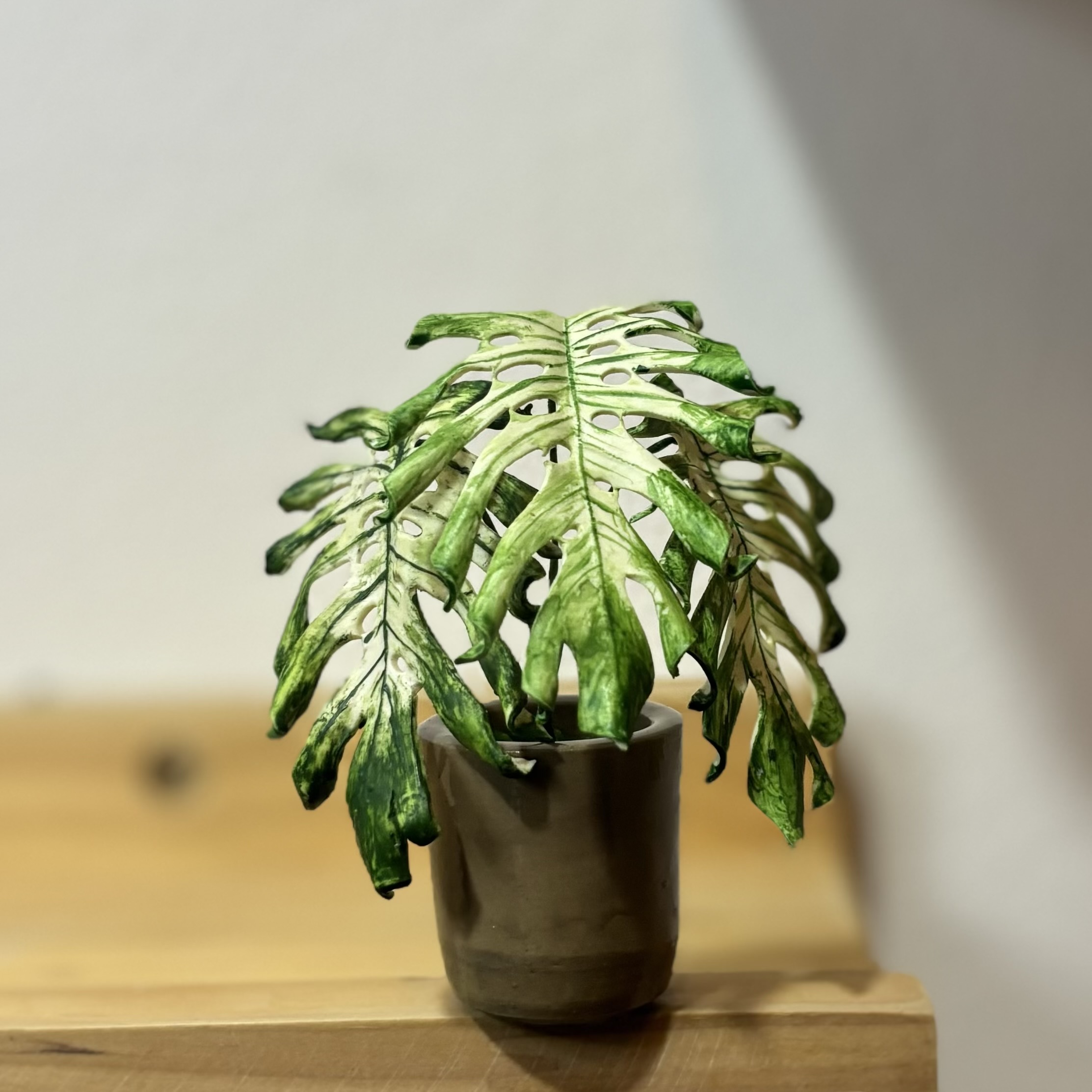 Monstera Devil Monster - MiniPlonts | Take App