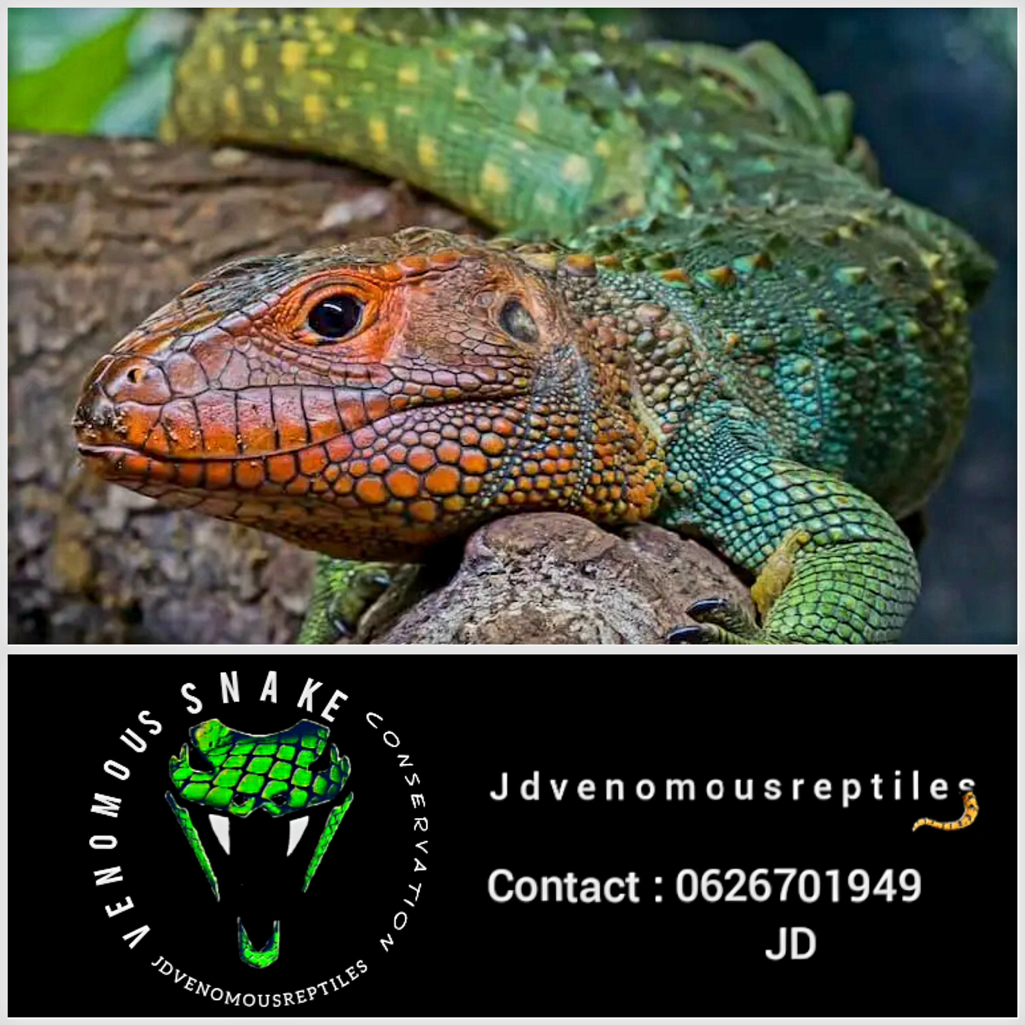 Lizards - Jdvenomousreptiles | Take App