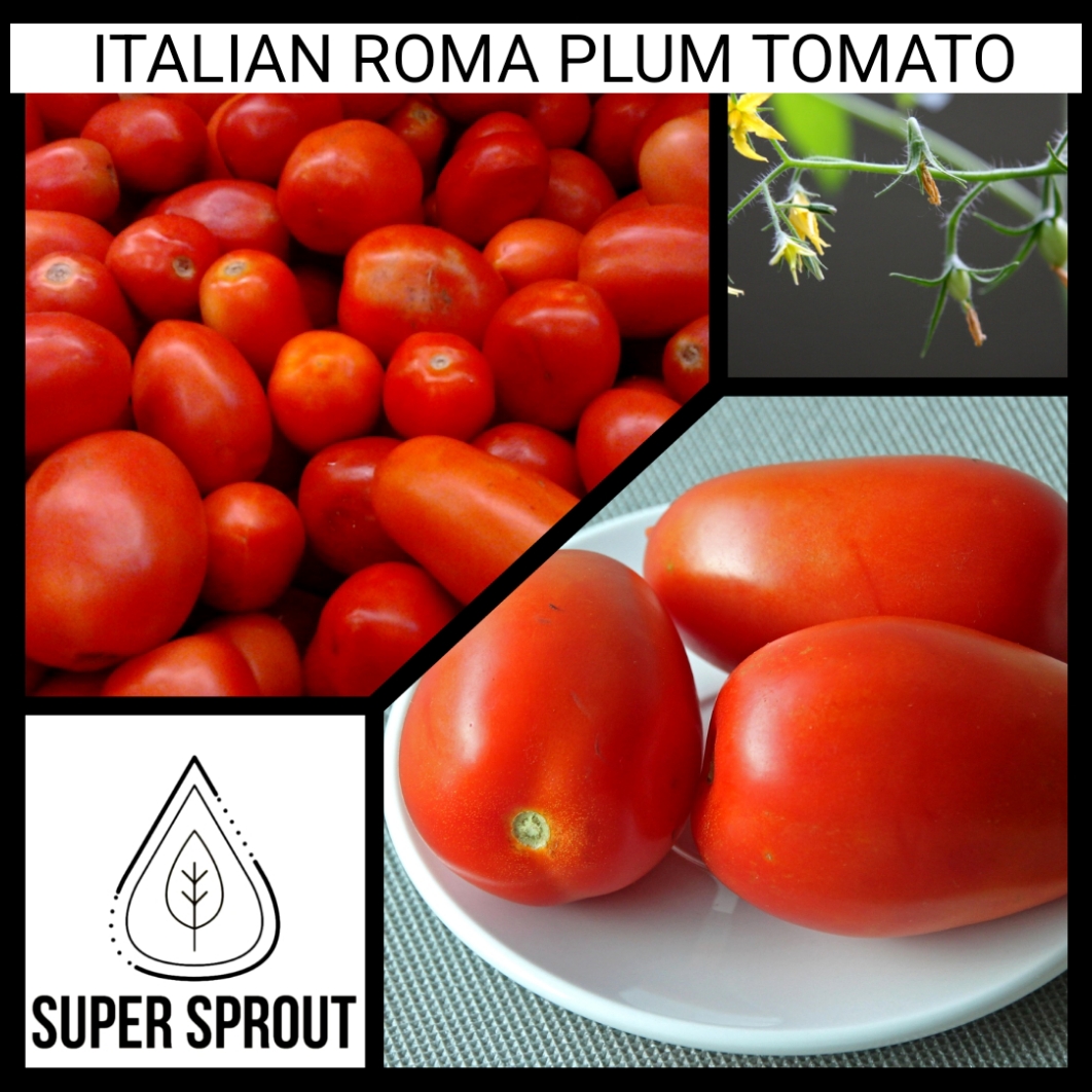🍅ITALIAN ROMA PLUM TOMATO🍅 x 10 seeds only! - Supersprout | Take App
