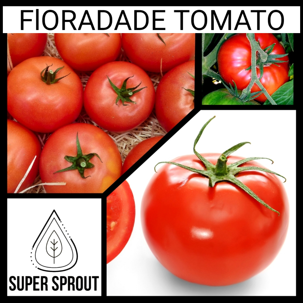 🍅FLORADADE TOMATO🍅 x 15 seeds - Supersprout | Take App