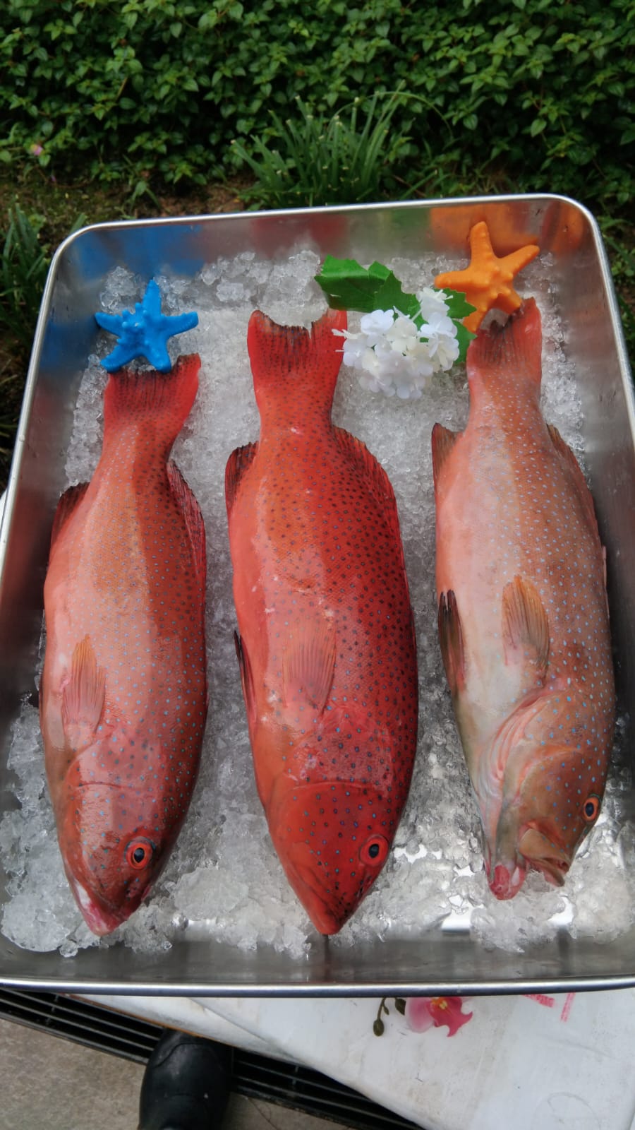 Whole Coral Trout 红斑鱼原条 - YUMMY SEAFOOD | Take App