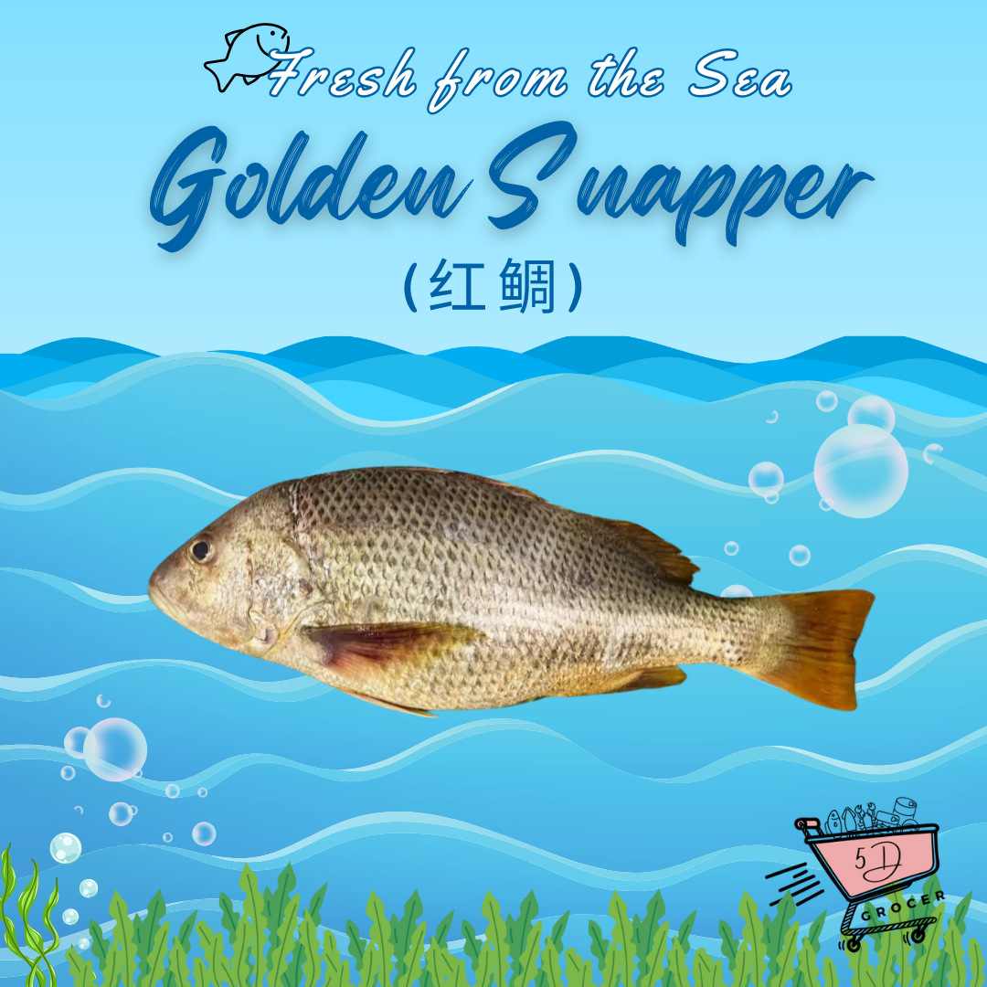 Fresh Golden Snapper/Ang Zhor 红鲷 500g-1Kg (Whole/Steak/Fillet) - 5D ...