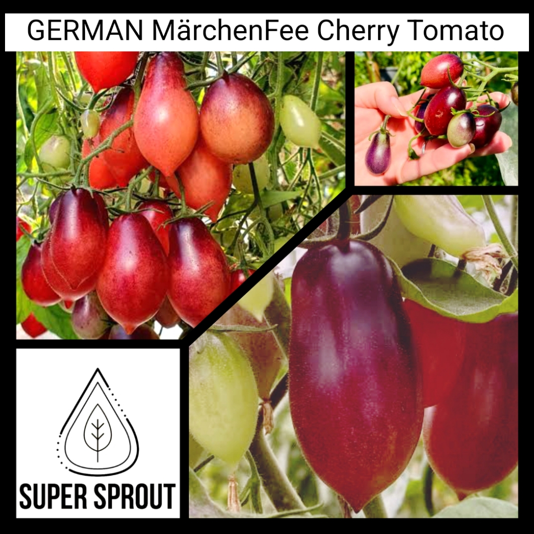 🍅MärchenFee Cherry tomato🍅 x 10 seeds organic - Supersprout | Take App