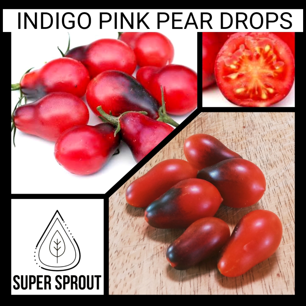 🍅INDIGO PINK PEAR DROPS🍅 x 15 seeds - Supersprout | Take App