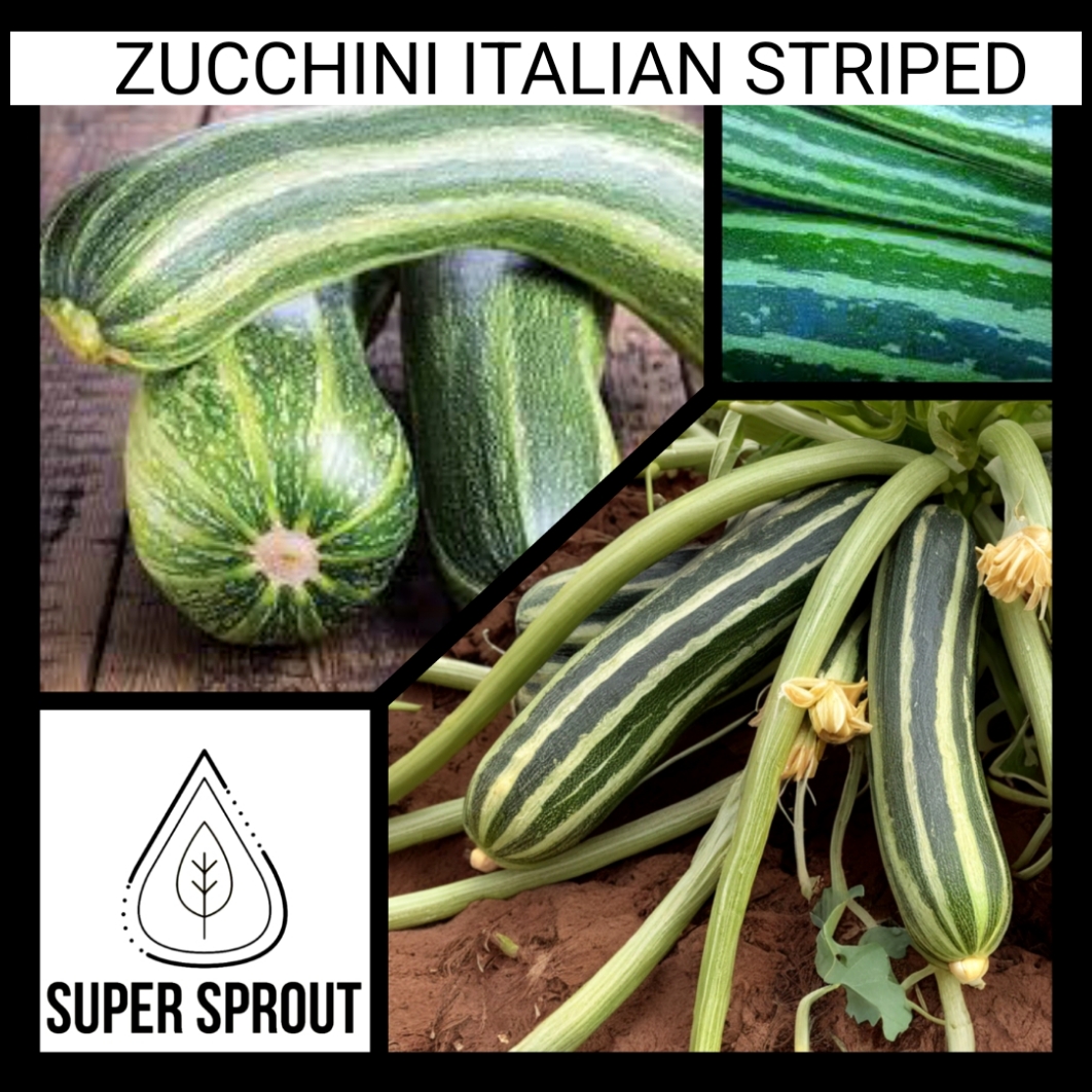 🥒ITALIAN STRIPED ZUCCHINI🥒 x 10 seeds - Supersprout | Take App