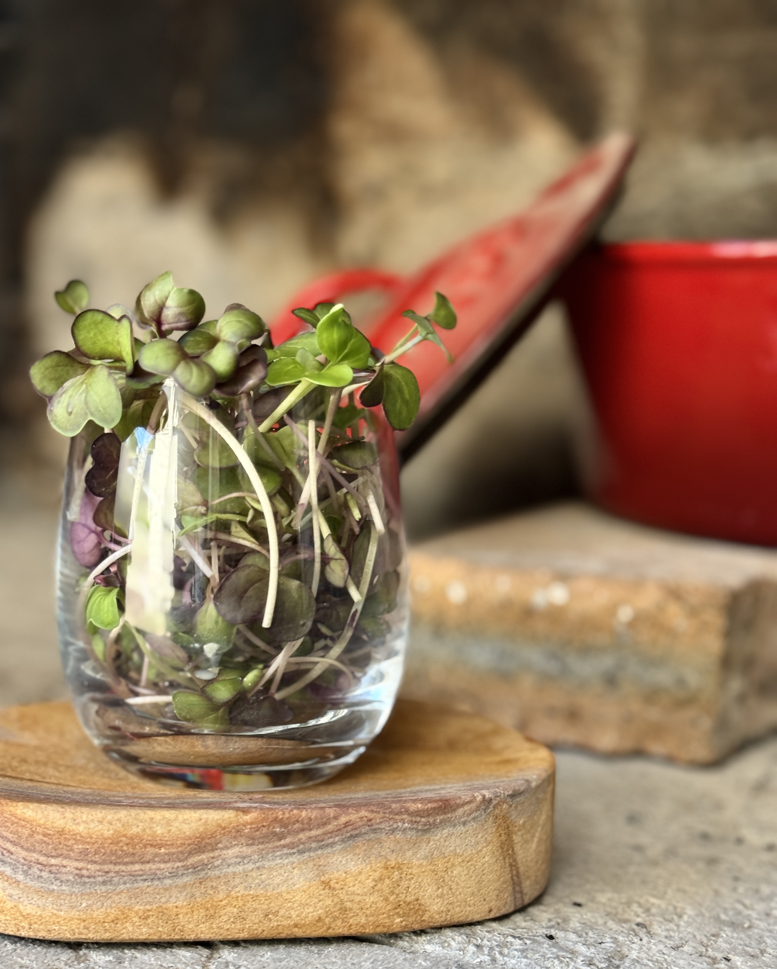 Rambo Radish Microgreens - 30g - Little Cape Greens | Take App