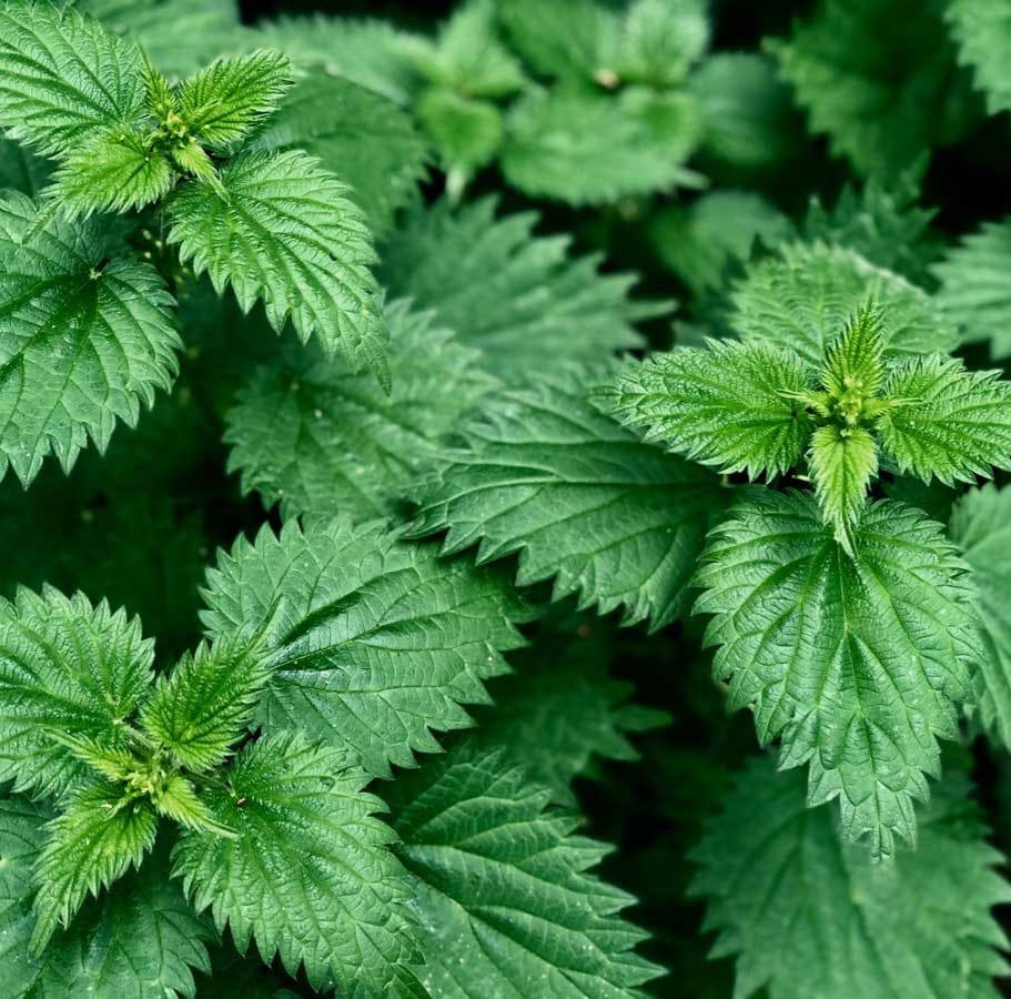 Brandnetel / Stinging nettle - Spruitje Greens | Take App