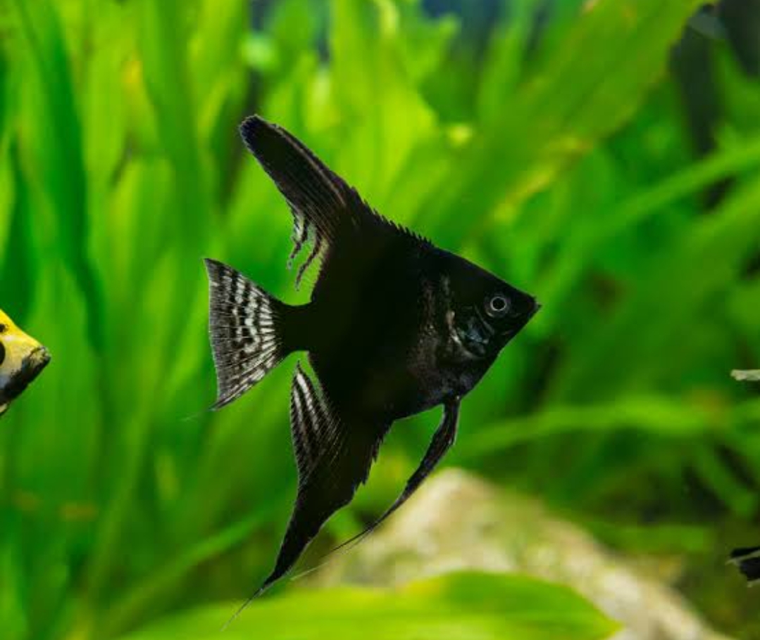 Angel Black (3-4cm) - Fin Credible Fish