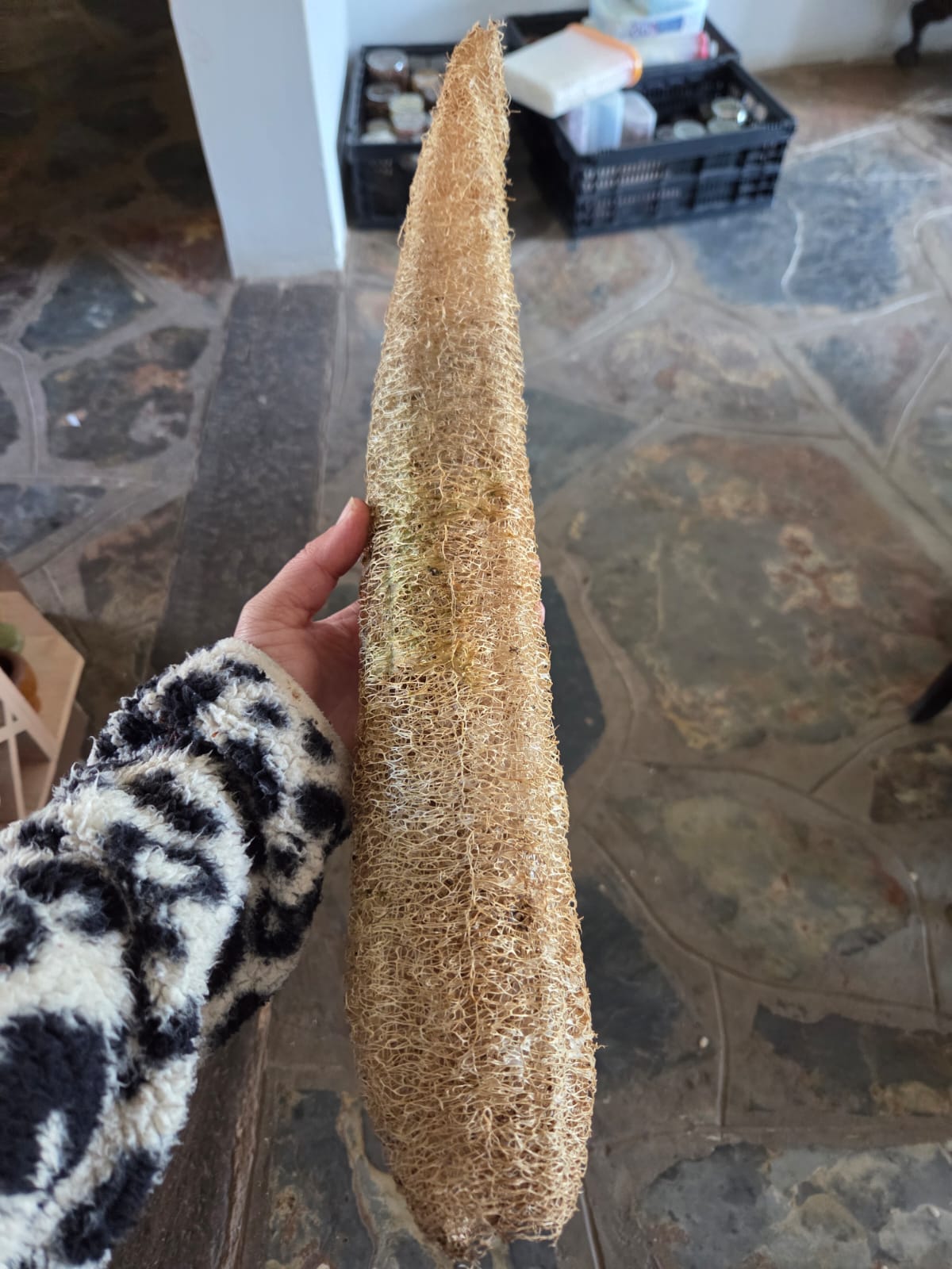 Loofah - Lotz in a Box | Take App