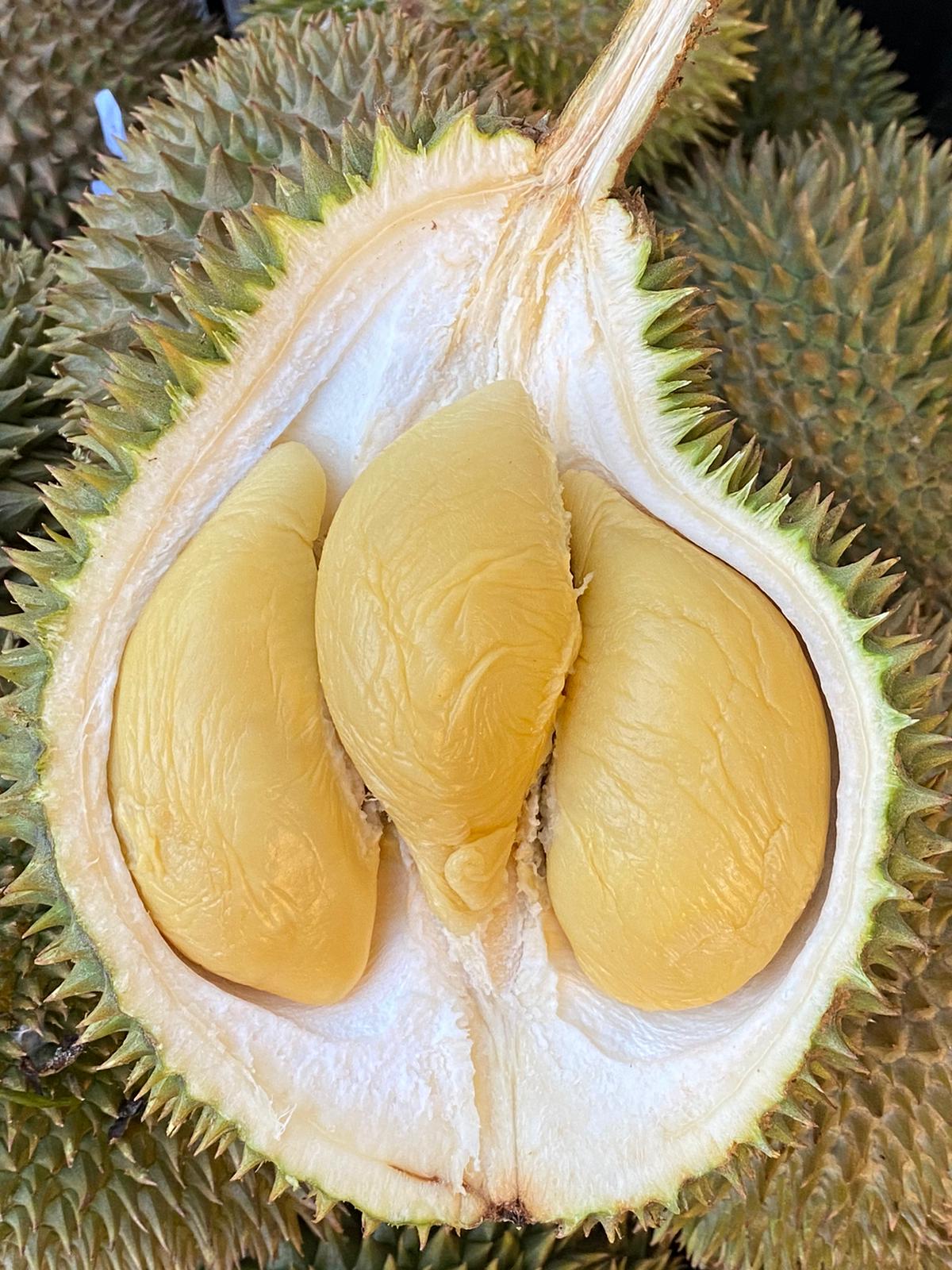 Durian Baby 榴莲宝宝