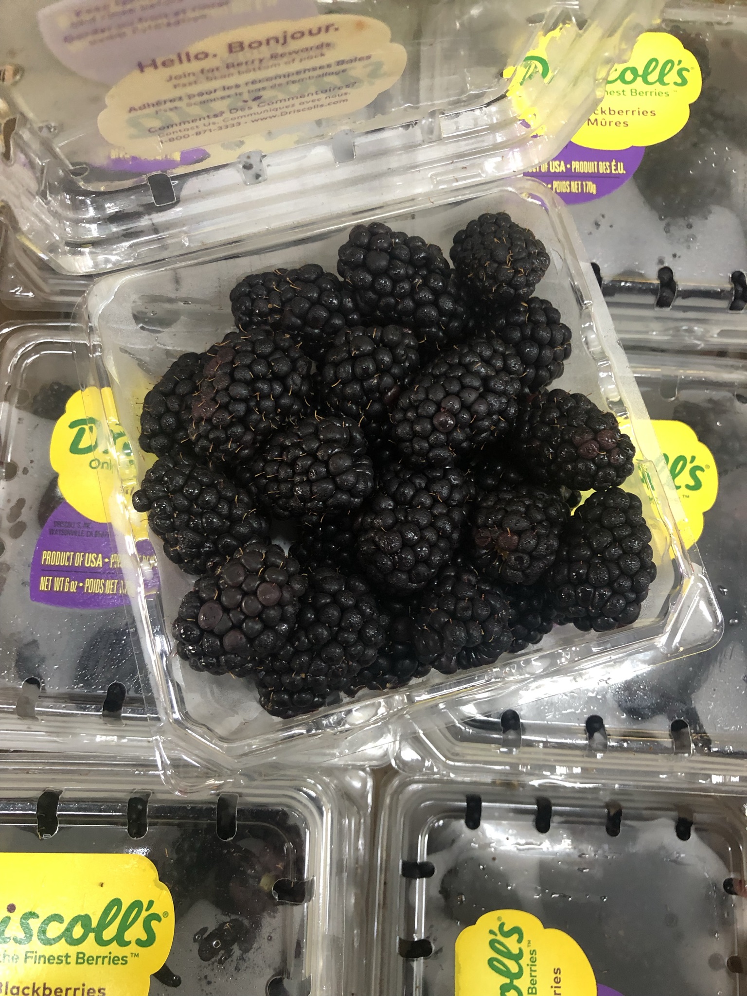 DRISCOLL’S BLACKBERRIES - FRUITILICIOUS SG - Online Premium Fresh ...