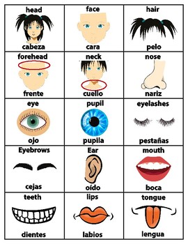 Bilingual Body Parts In English & Spanish ESL Flash Cards Vocabulary ...
