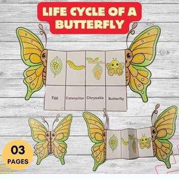 life cycle of a butterfly foldable kids craft science activity spring ...