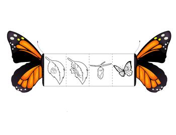 BUTTERFLY LIFE CYCLE LAPBOOK - Butterfly Biology & Ecology - Science ...