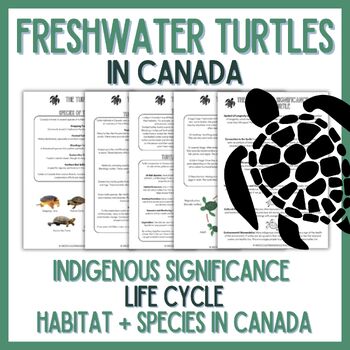 Freshwater Turtles - Life Cycle, Habitat, Species in Canada - 7 Sacred ...