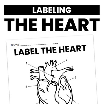 FREEBIE: Labeling the Heart Worksheet | TeachShare