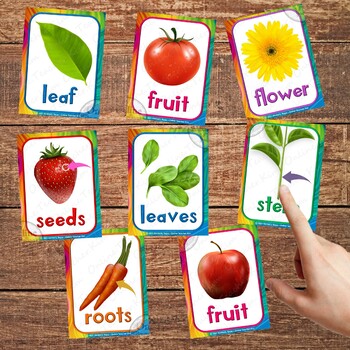 Parts of a Plant Poster, Chart, & Vocabulary Flashcards with Fruits ...