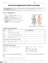 Hierarchy of Human Body Organization — Biology | TeachShare