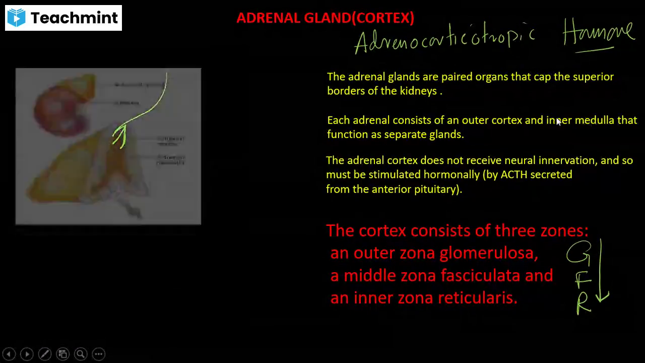 Endocrine System Class 11 (Adrenal Cortex) - Biology Class - Class ...