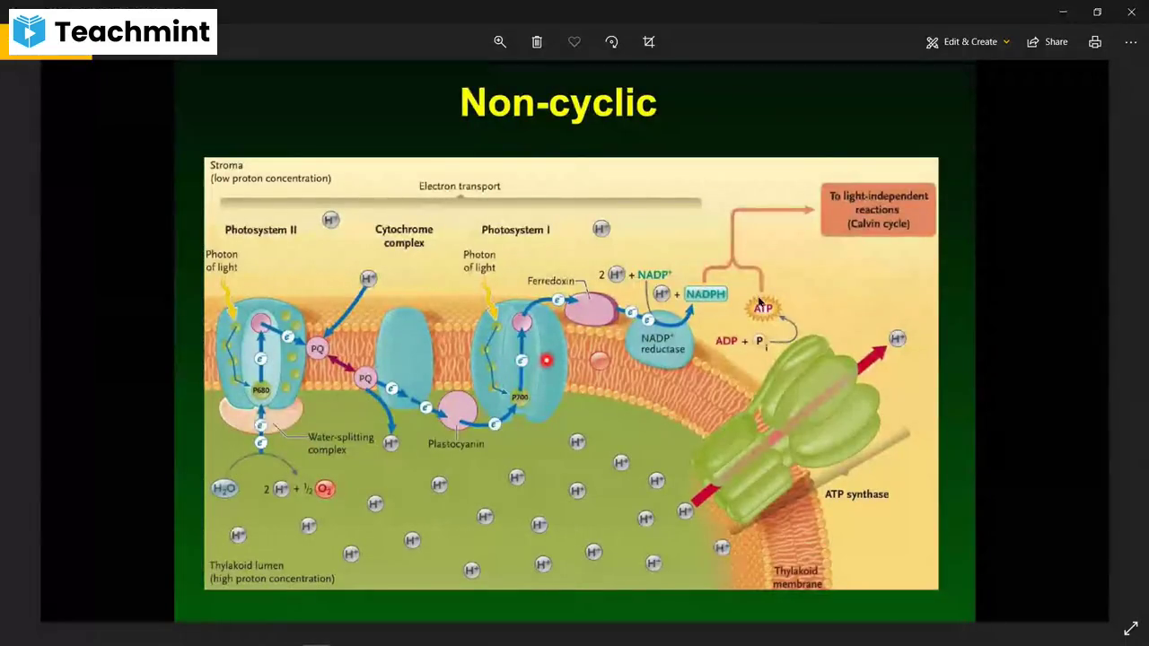 Photosynthesis Lec 3 - Botany - Class Recording - Teachmint